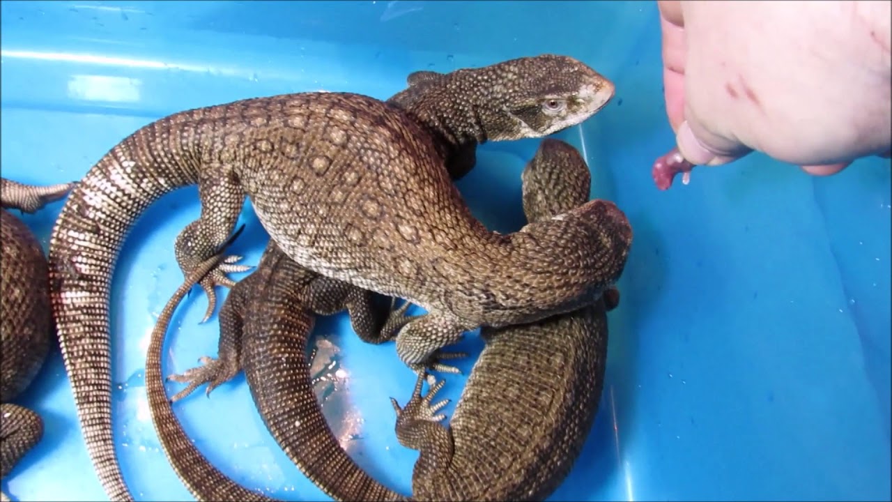 Painful bite from a young Savannah monitor. - YouTube