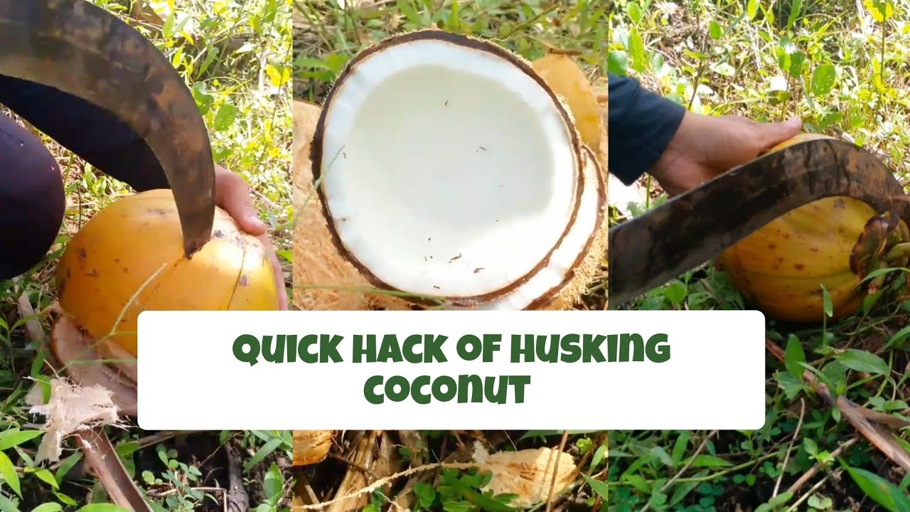 QUICK HACK OF HUSKING COCONUT - The golden coconut and the most ...