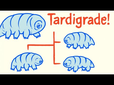 Why It’s AMAZING to Be Born as a Tardigrade (The Toughest Bugs on Earth ...