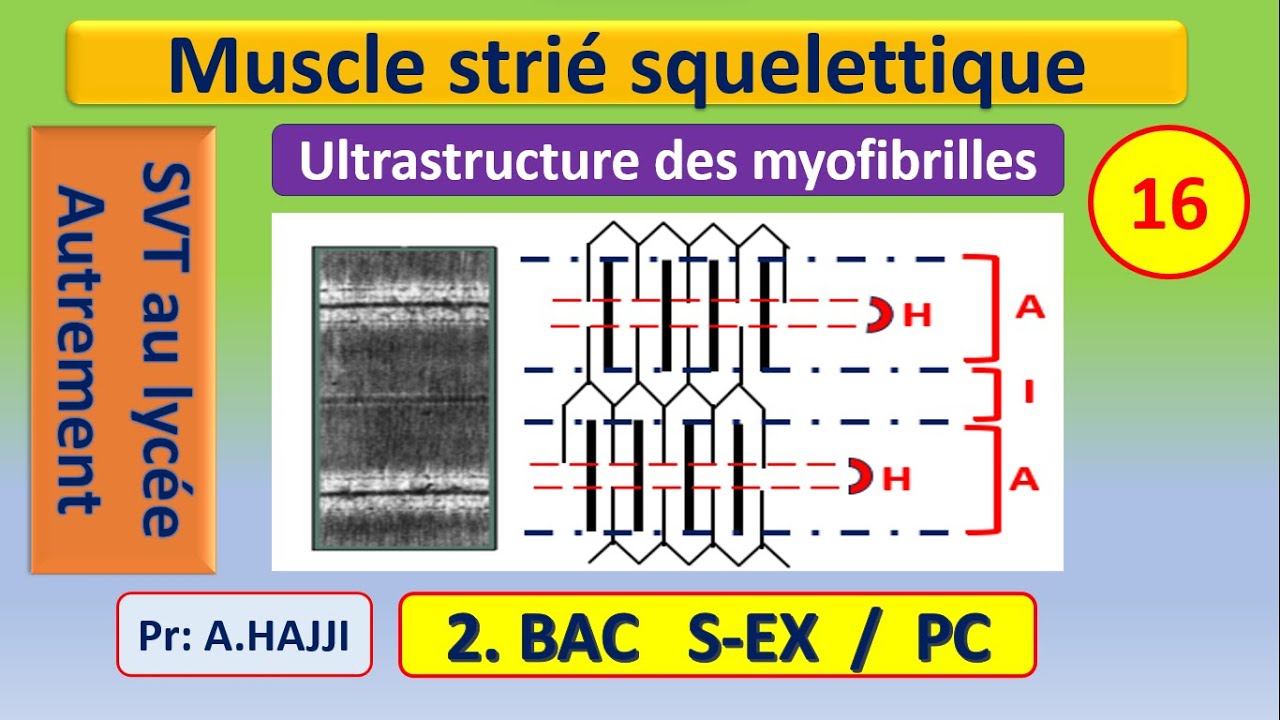 Structure et ultrastructure du tissu musculaire - YouTube