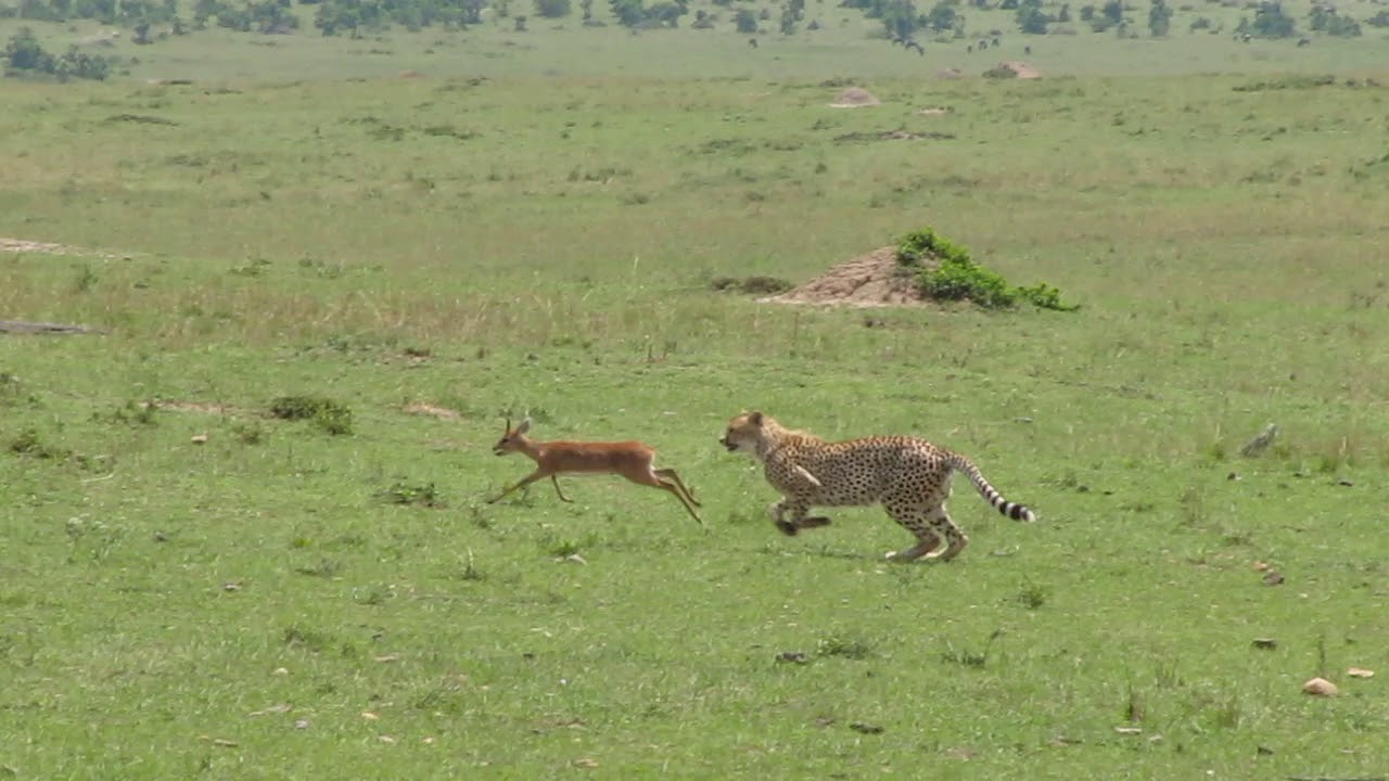 Cheetah chasing little springbok - YouTube