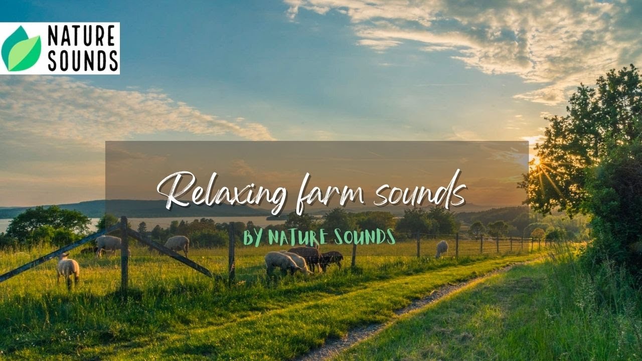 Relaxing Farm Sounds // Meditation music - YouTube