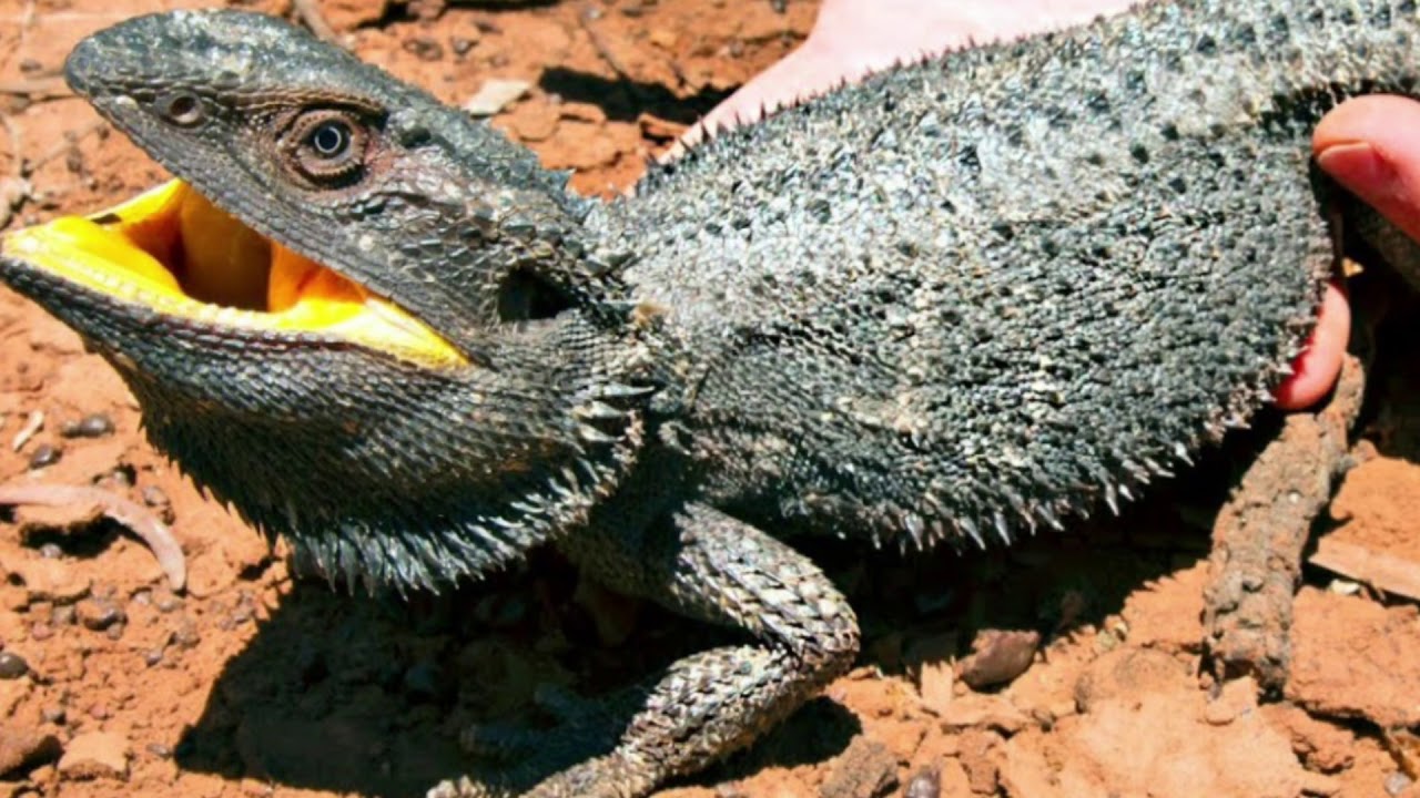 Bearded dragon fun facts part 2 - YouTube