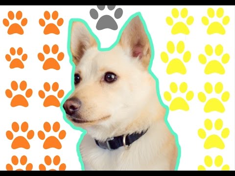 A Day In The Life of Ronnie the Puppers - YouTube