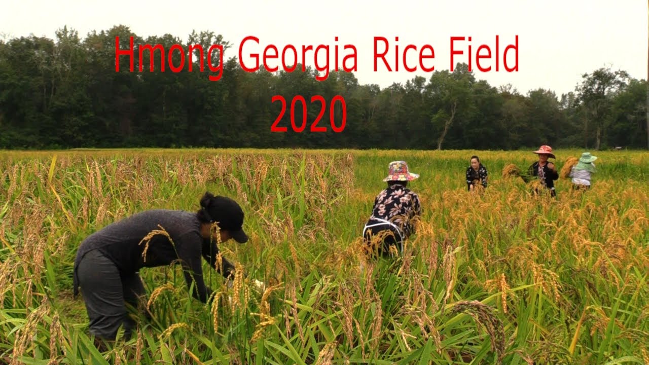 hmong Georgia Rice Field/Hmoob Meskas Hlais Nplej Sept.12,2020 Part 1 ...