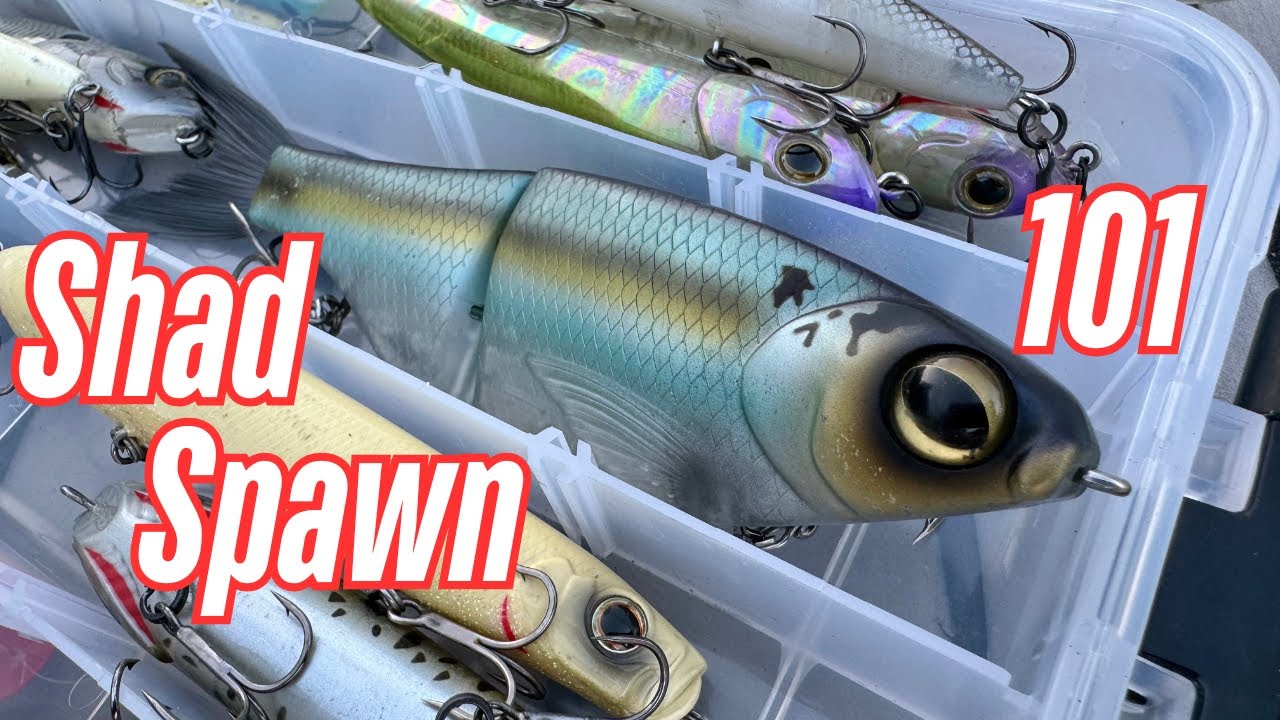 Try these techniques during the Shad Spawn! - YouTube