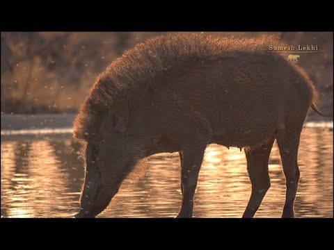 The INDIAN WILD BOAR with its almost salon styled mohawk crested mane ...