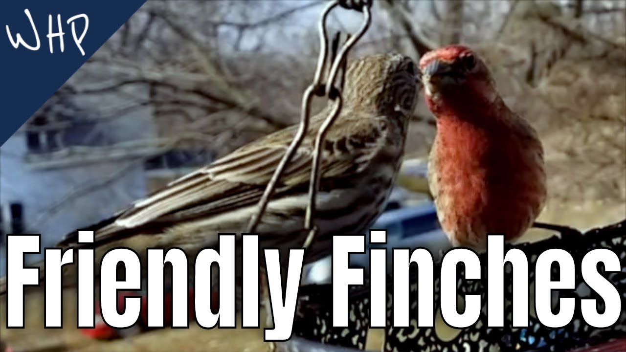 Friendly House Finches - YouTube