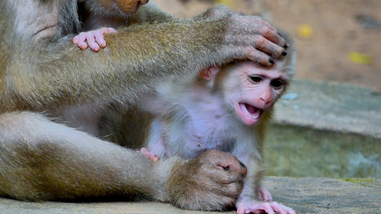 OMG help baby LEO asap please - Monkey Funan Live Stream - YouTube