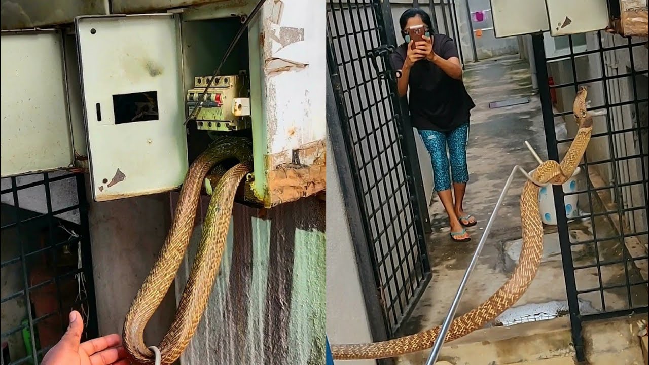 BiG Cobra Snake in side the electrical box {{{{{{🐍}}}}}} - YouTube