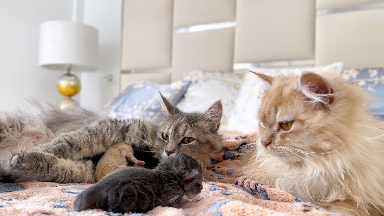 Dad Cat Meets Newborn Kittens for the First Time! - YouTube