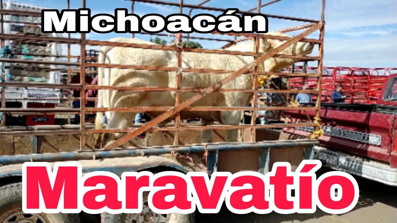 Así es MARAVATIO MICHOACAN y su bella plaza ganadera / caballos- toros ...