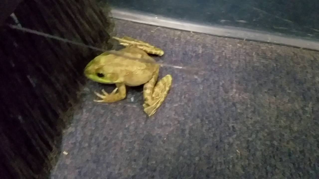 Screaming frog - YouTube