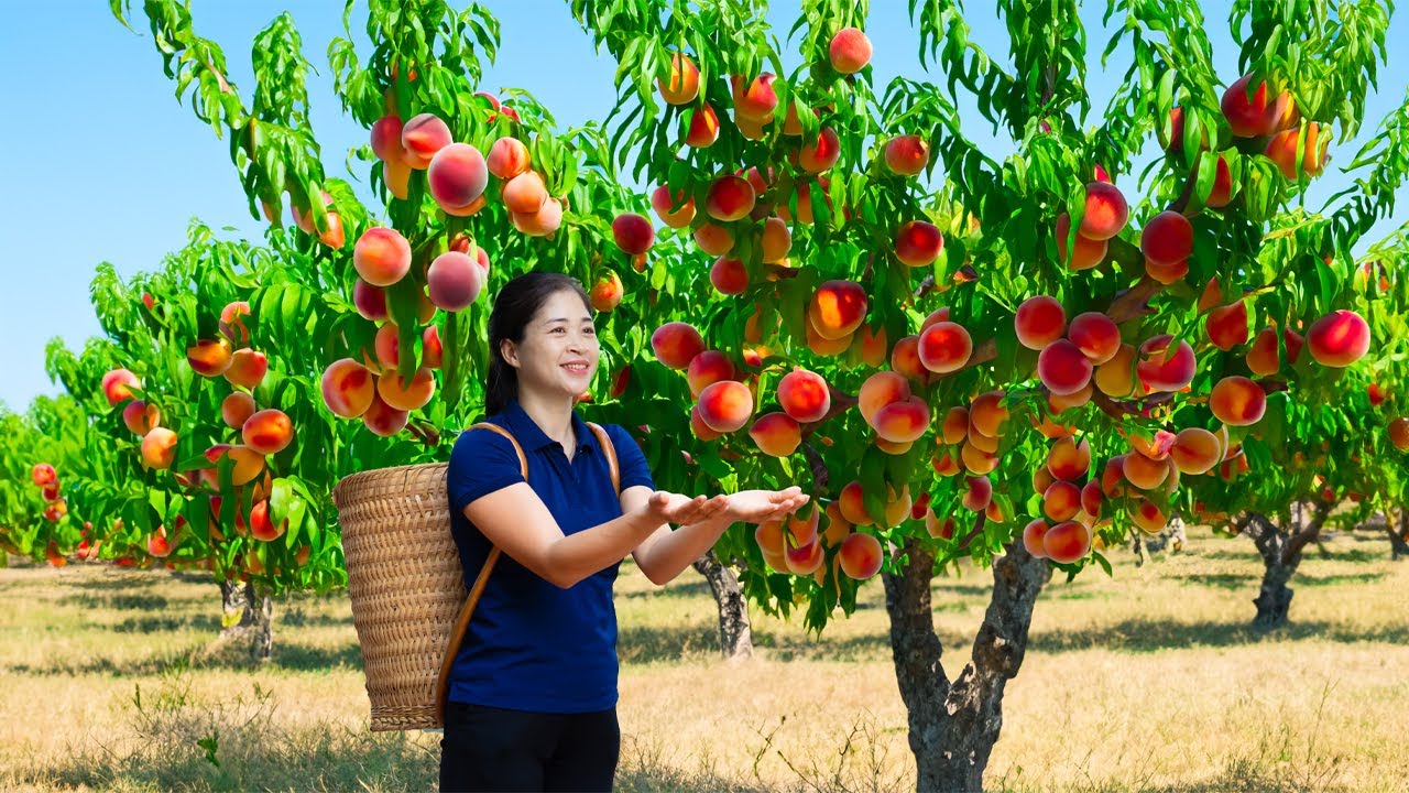 Harvest peach & Goes To Market Sell | Harvesting And Cooking | Lý Song ...