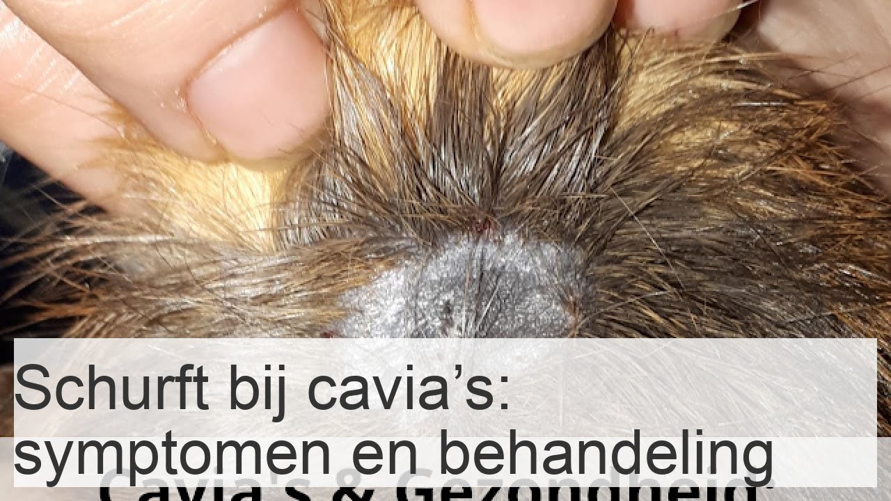 Schurft bij cavia's - Symptomen en behandeling - YouTube