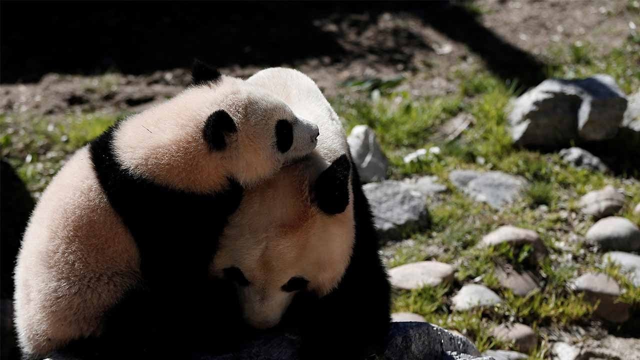 Chinese Pandas Move To luxury Palace In Netherlands YouTube chinese-pandas-move-to-luxury-palace-in-netherlands-youtube