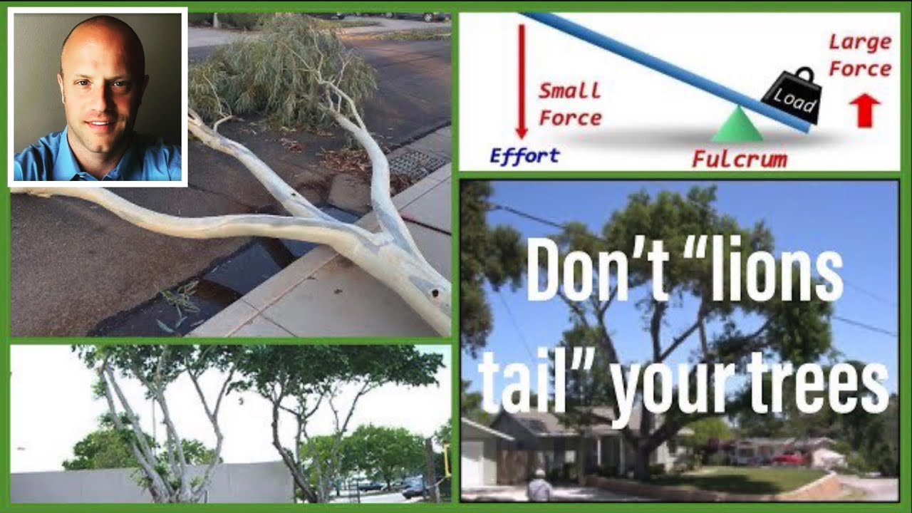 Why You Should Avoid This Pruning Practice - YouTube