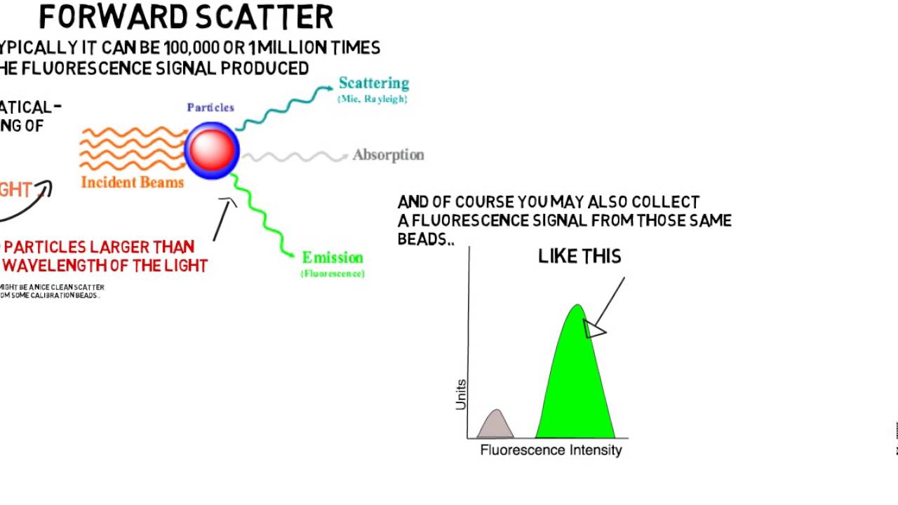 Light scatter Cytorial - YouTube