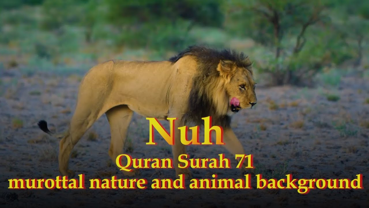 NUH quran Surah 71 mp4 ||dakwah nabi nuh ||murottal nature and animal ...