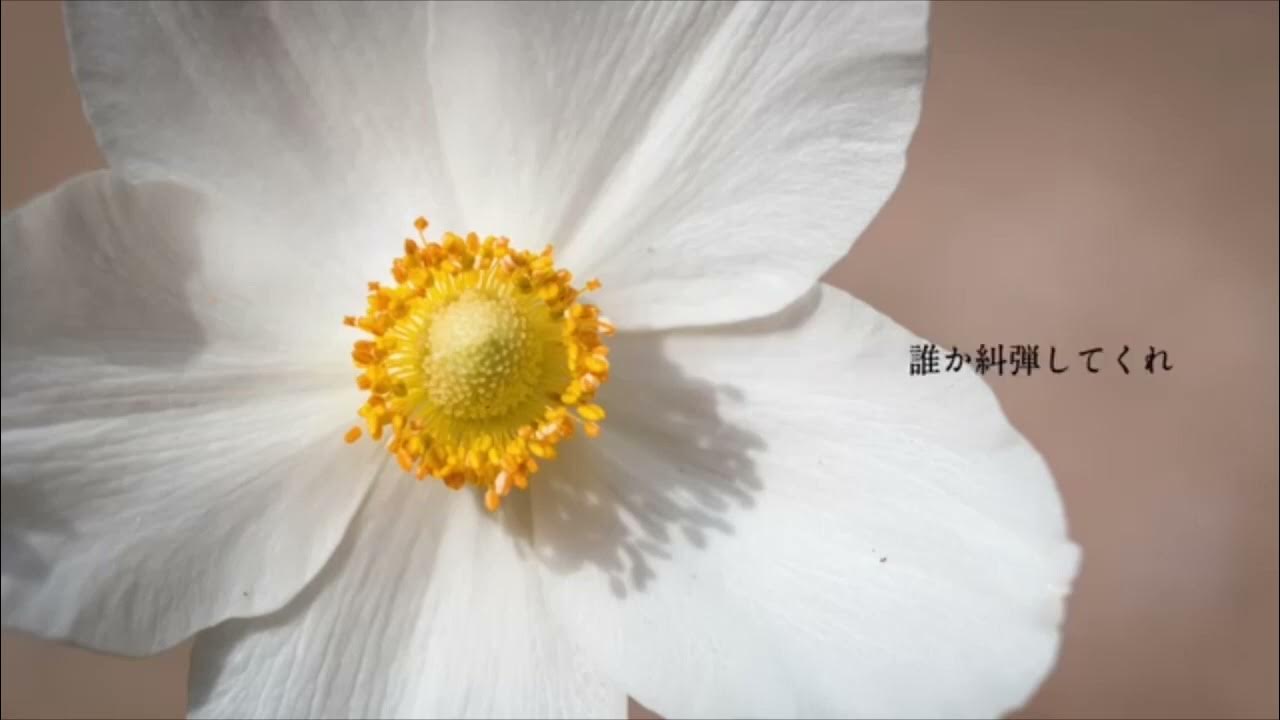 ヒューマンエラー / 傘村トータ 歌ってみた 9Lana - YouTube Music