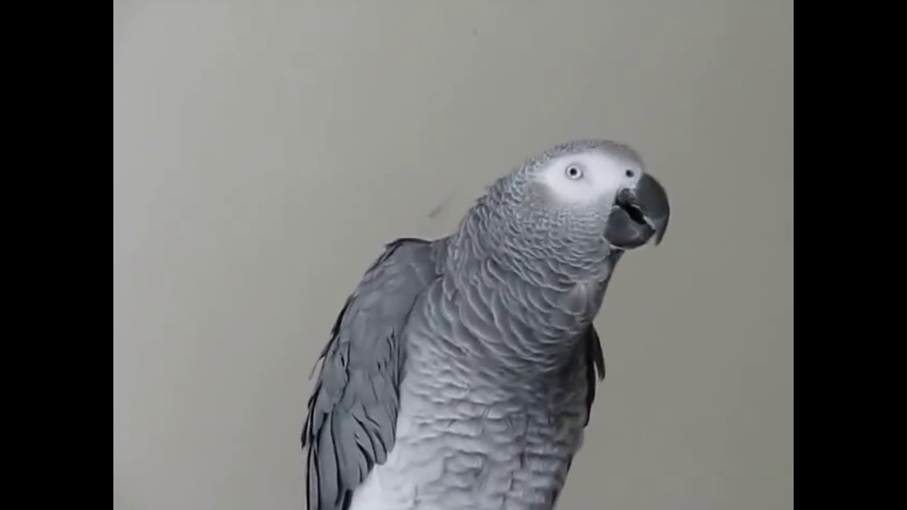 mherio peroket - YouTube