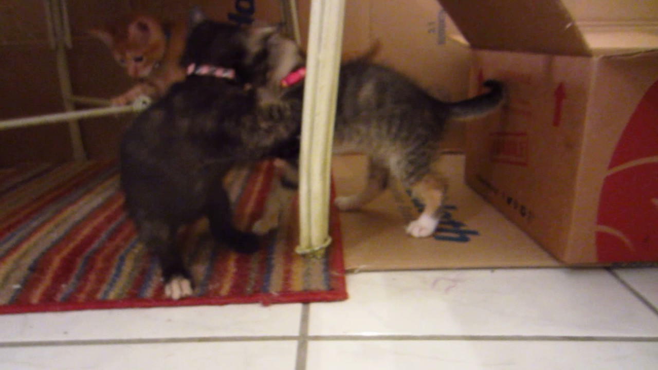 Cute Kittens Playing with Boxes and Fighting Under a Chair - 6 Weeks ...