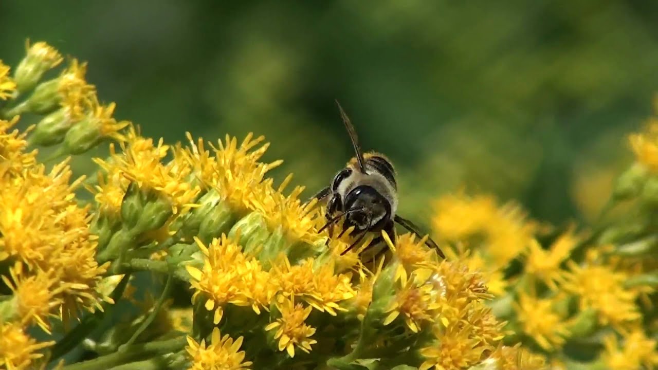 Leafcutting Bee (Megachilidae: Megachile) on Blossom - YouTube