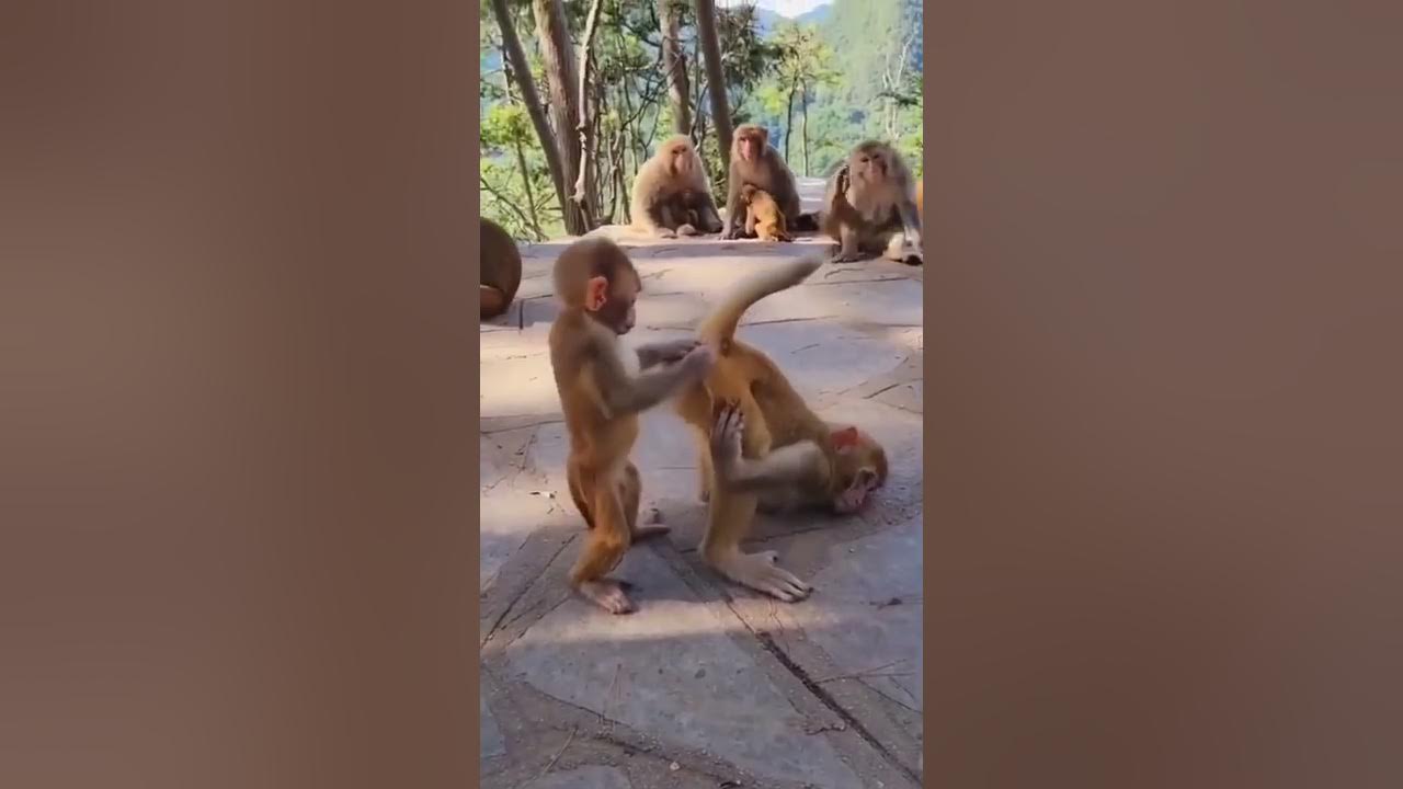 Monyet Kawin Sama Induknya Youtube
