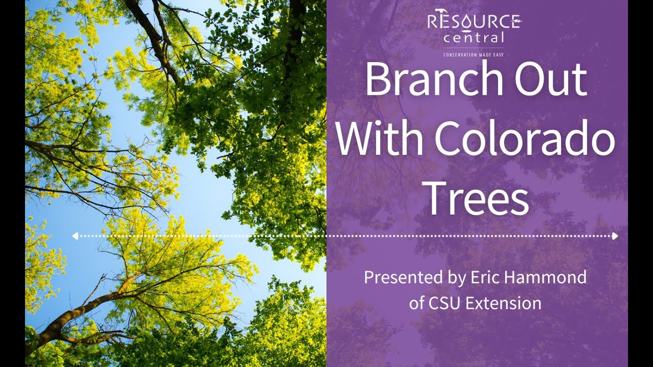 Branch Out With Colorado Trees - YouTube