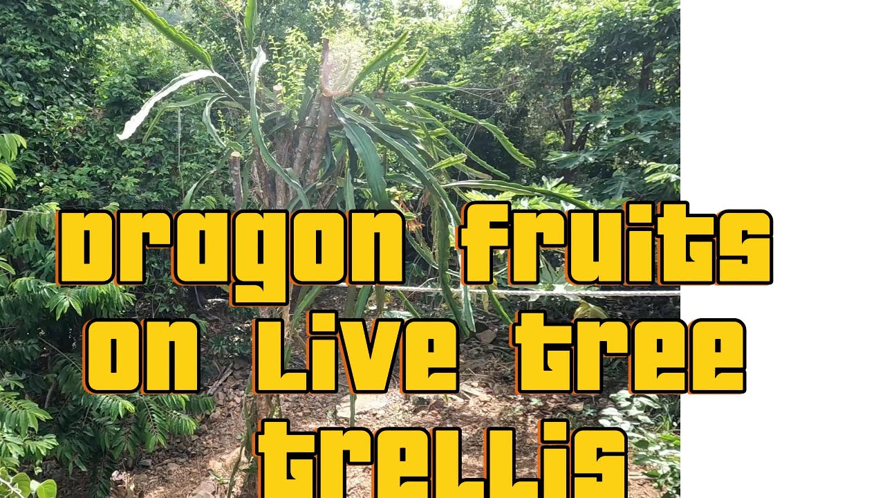 How to grow Dragon fruit on live tree trellis - YouTube