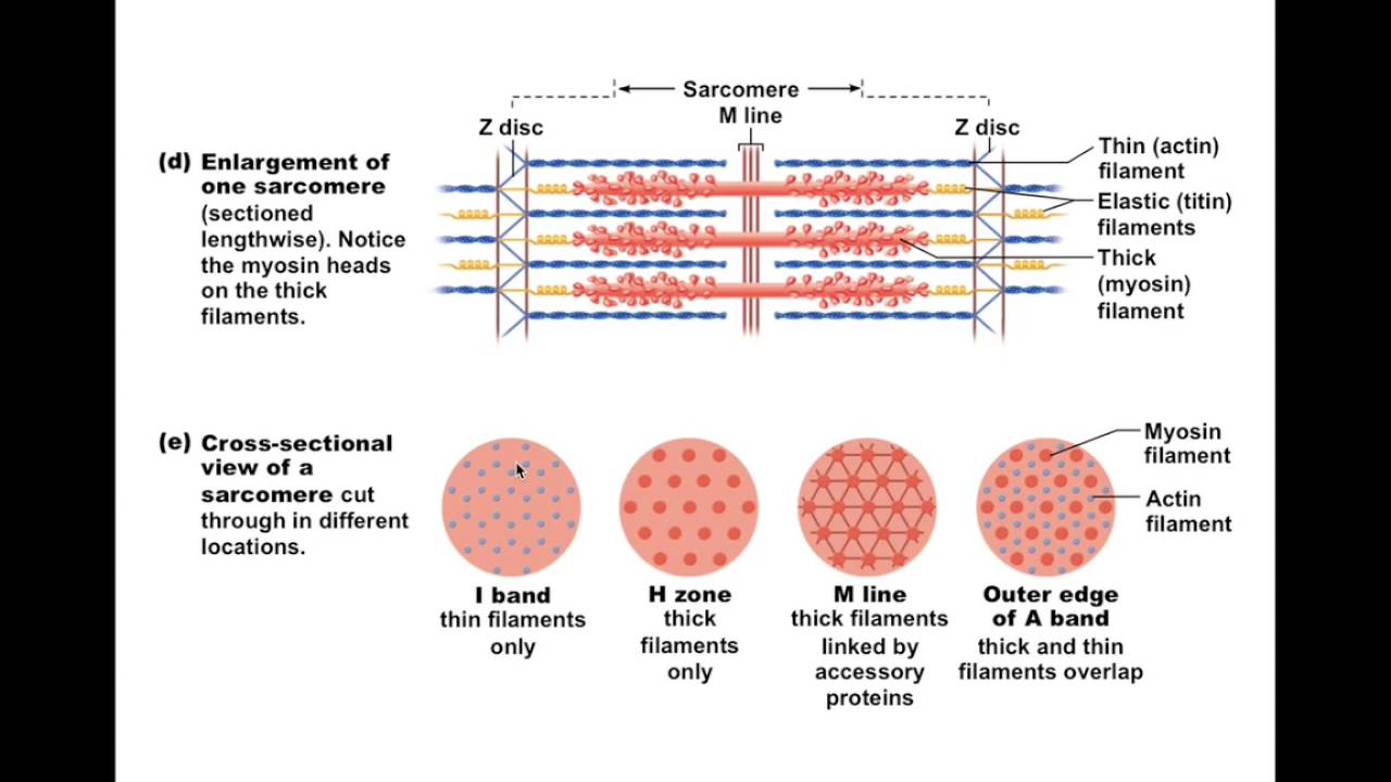 Chapter 9.3 Muscle Fiber Microanatomy BIO201 - YouTube