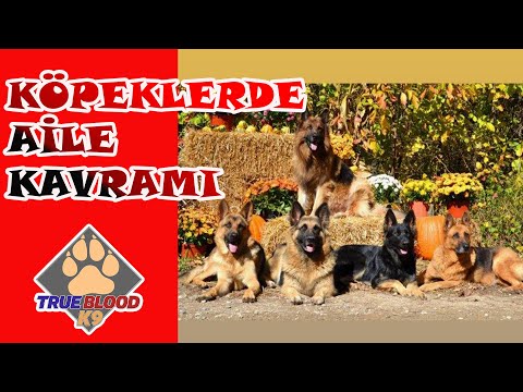 Kinship Ties in Dogs - The Concept of Family in Dogs