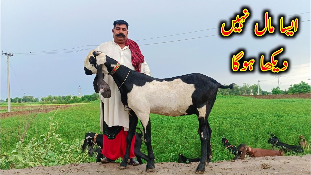 Pakistan's No 1 - Big Goats Of Famous Biloo Gujjar|| Goat Farming ...
