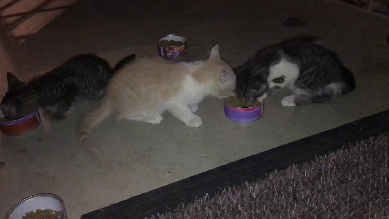 Cats fighting over food - YouTube