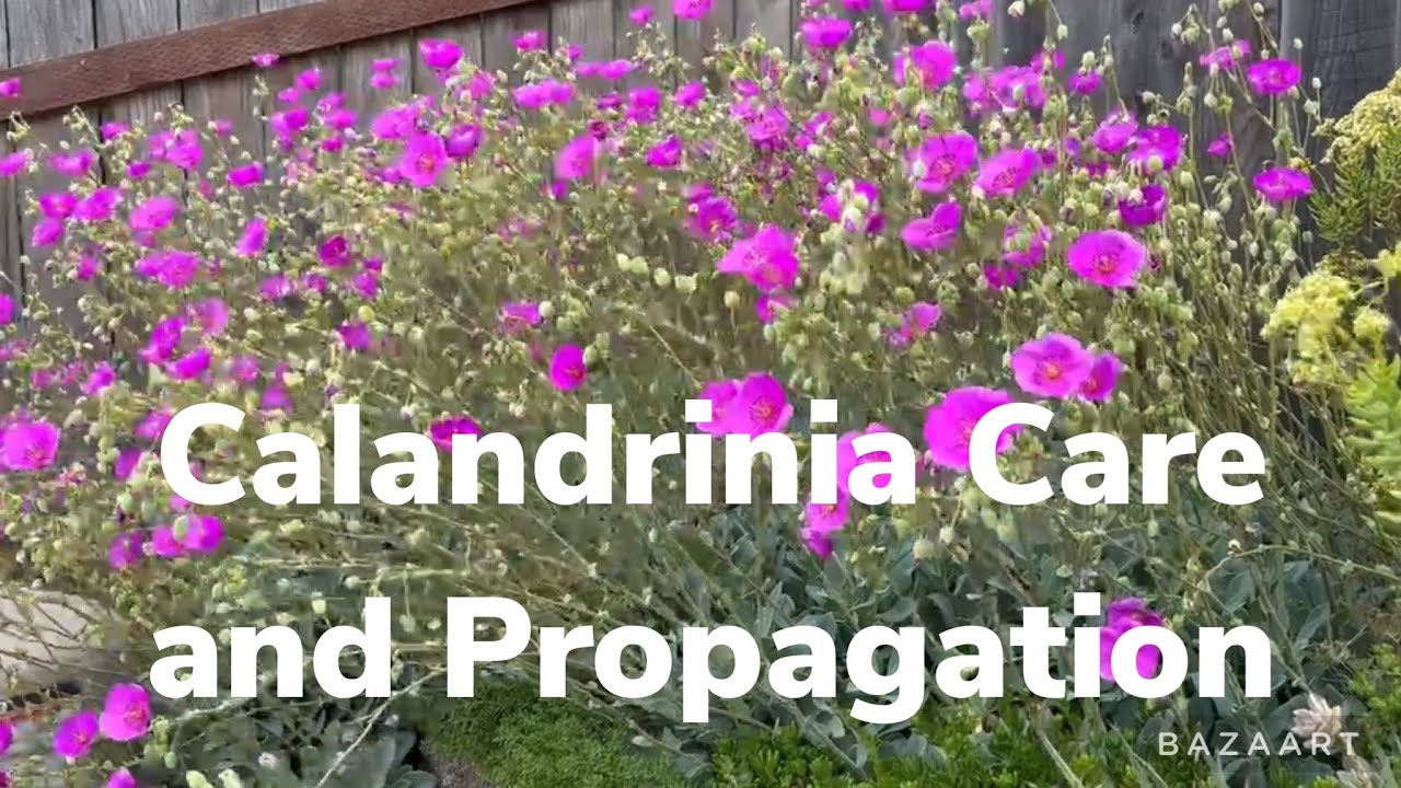 Let’s Talk About Care and Propagation of the Calandrinia #succulent # ...