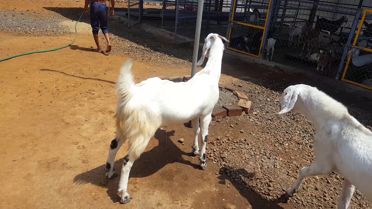 Sojat male goat at Royal goat farm - YouTube