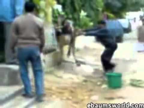 La historia de la vaca ninja - YouTube