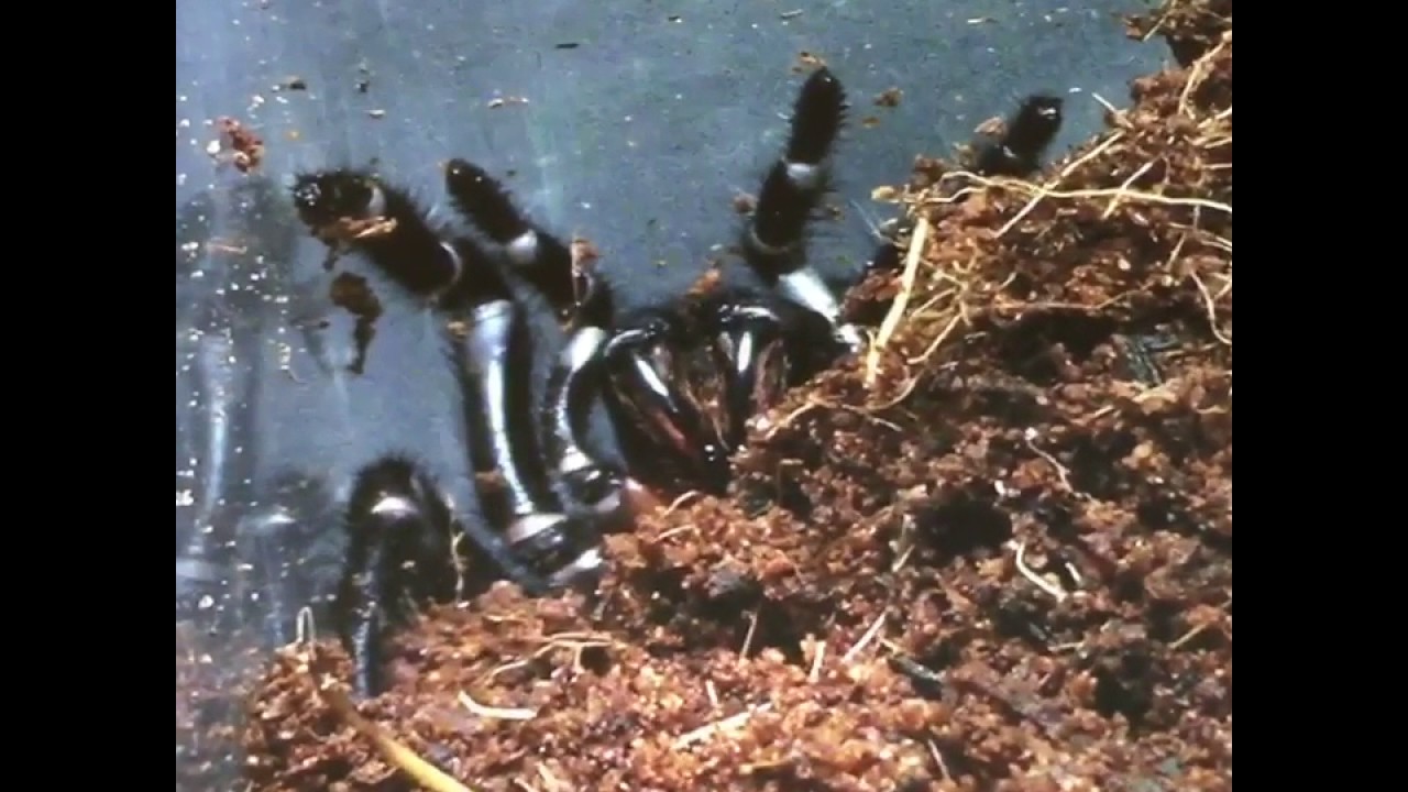 Australian funnel-web spider feeding - YouTube