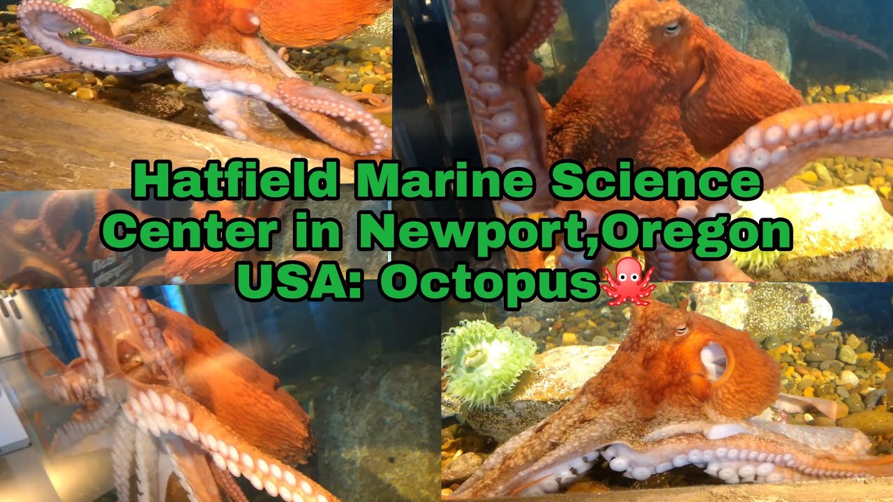 Hatfield Marine Science Center in Newport,Oregon USA:Octopus 🐙|Arcely ...