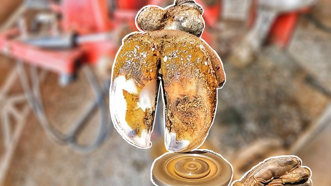 WHY are WE TRIMMING this POOR COWS HOOF? is it INFECTED or ABSCESSED ...