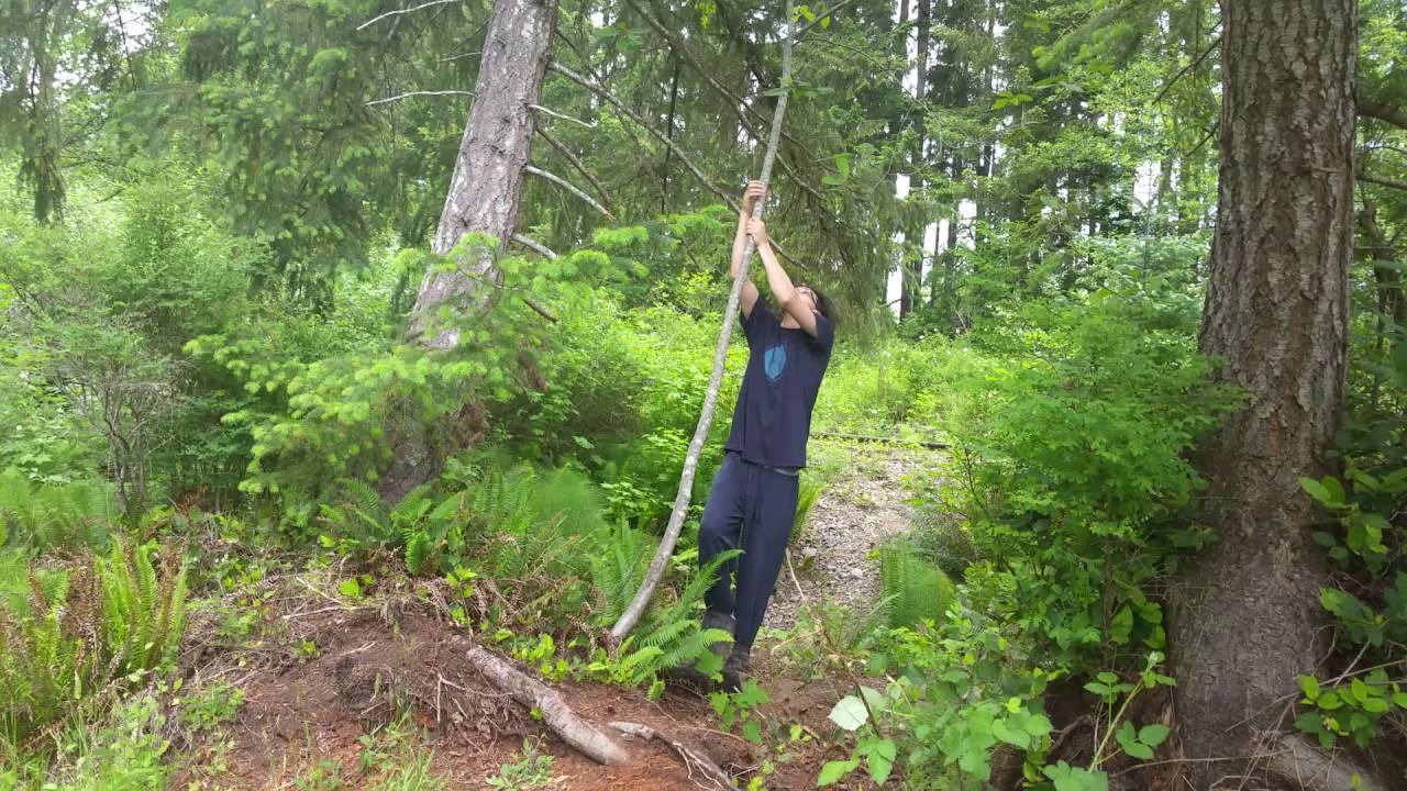 Tree climb fail - YouTube