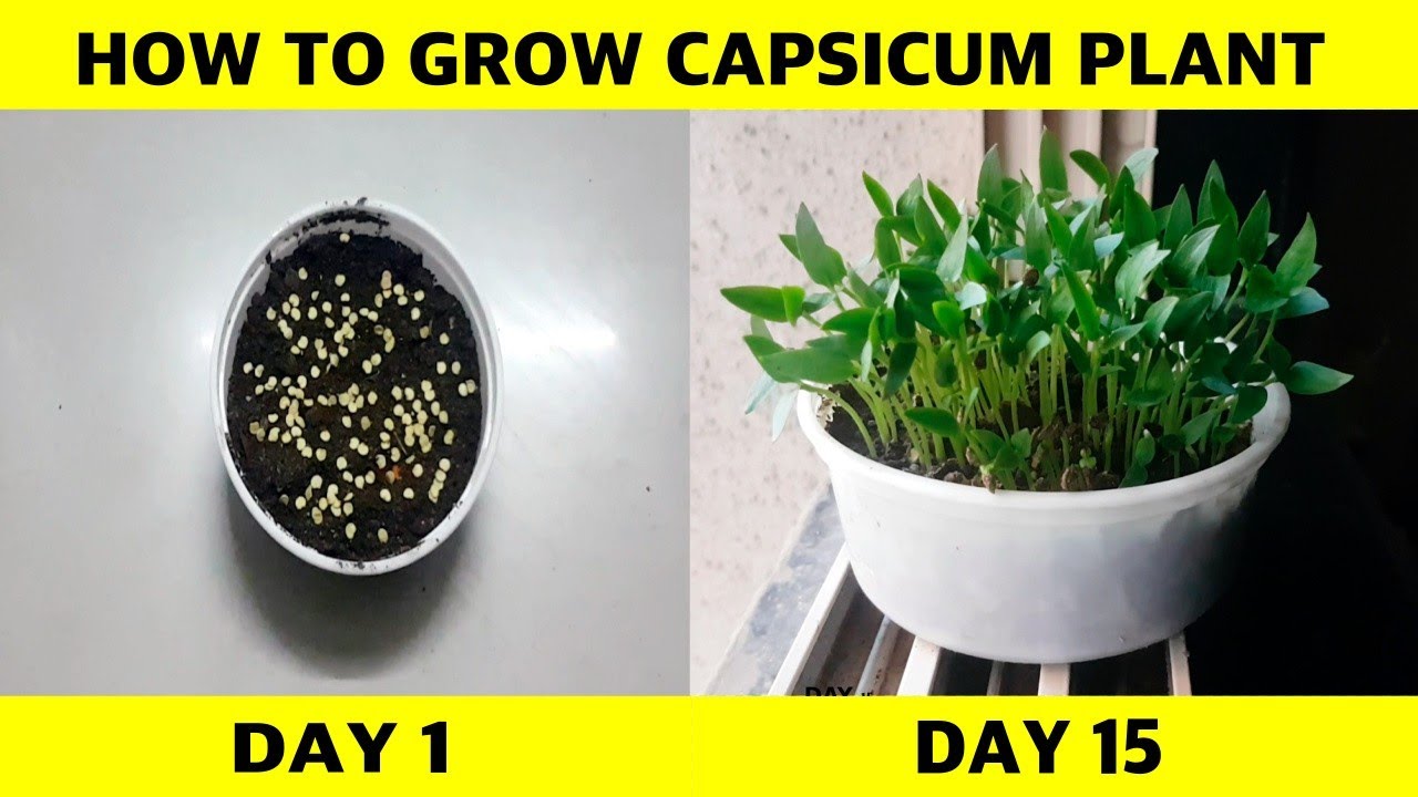 HOW TO GROW - CAPSICUM AT HOME | How to grow Capsicum | Grow Capsicum ...