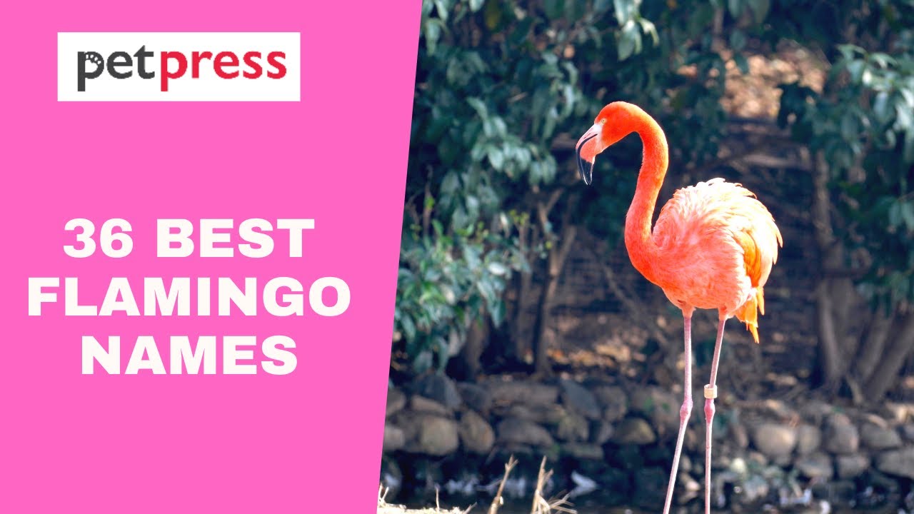 Names For A Flamingo