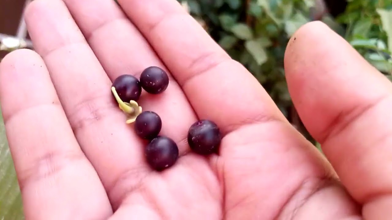 plucking fruit from makoy/makoi plant ..#plantscorner - YouTube