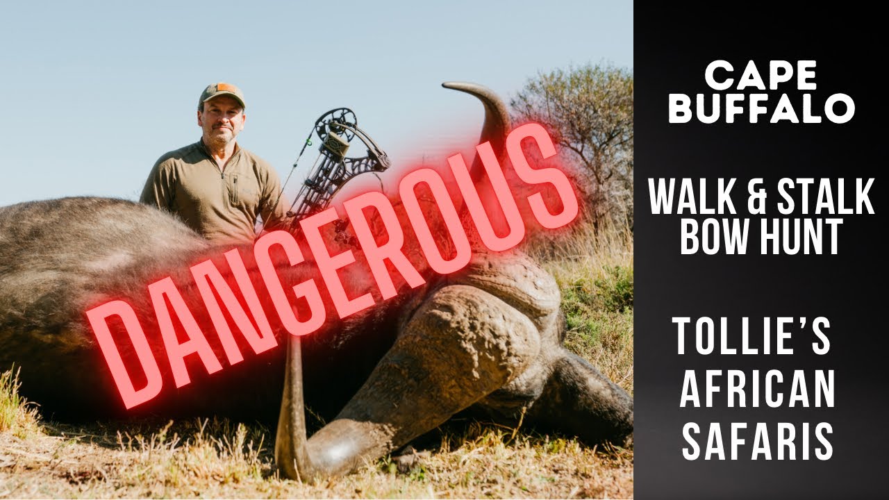 Cape Buffalo Bow Hunt | Walk & Stalk Cape Buffalo with Bow | Tollies ...