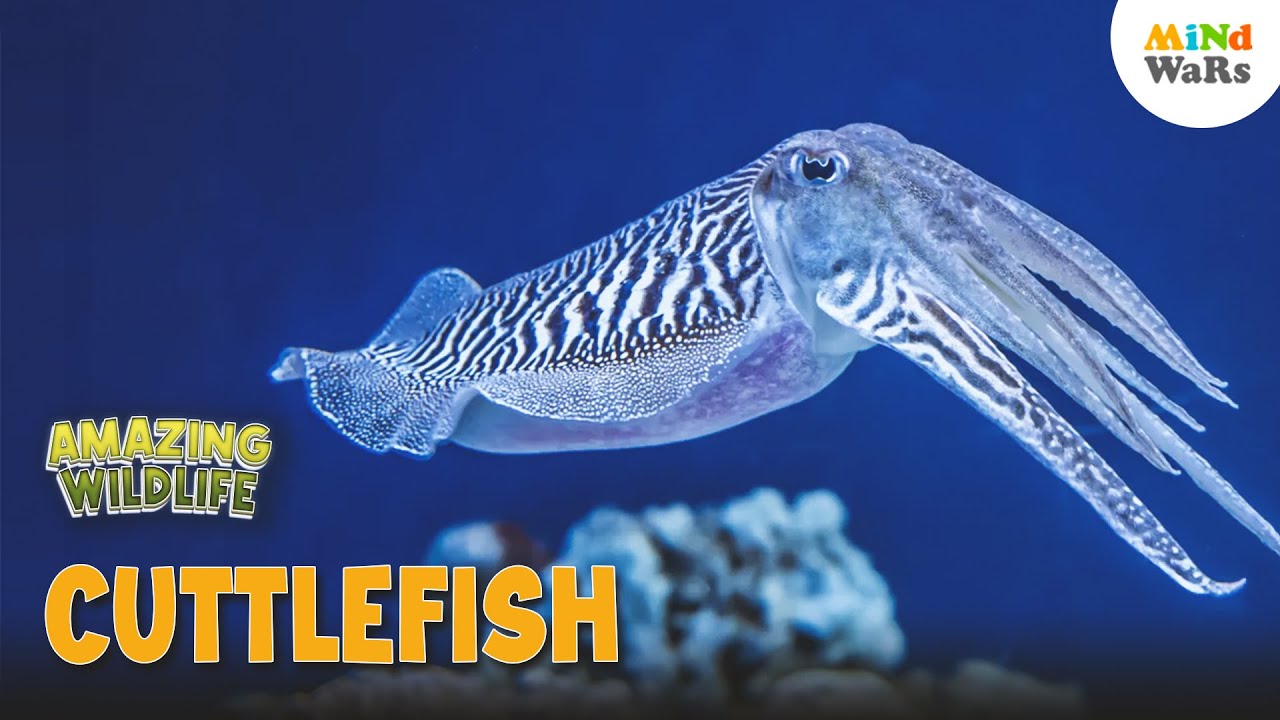 Cuttlefish Nature's Stealthy Shapeshifters | Amazing Wildlife | Mind ...