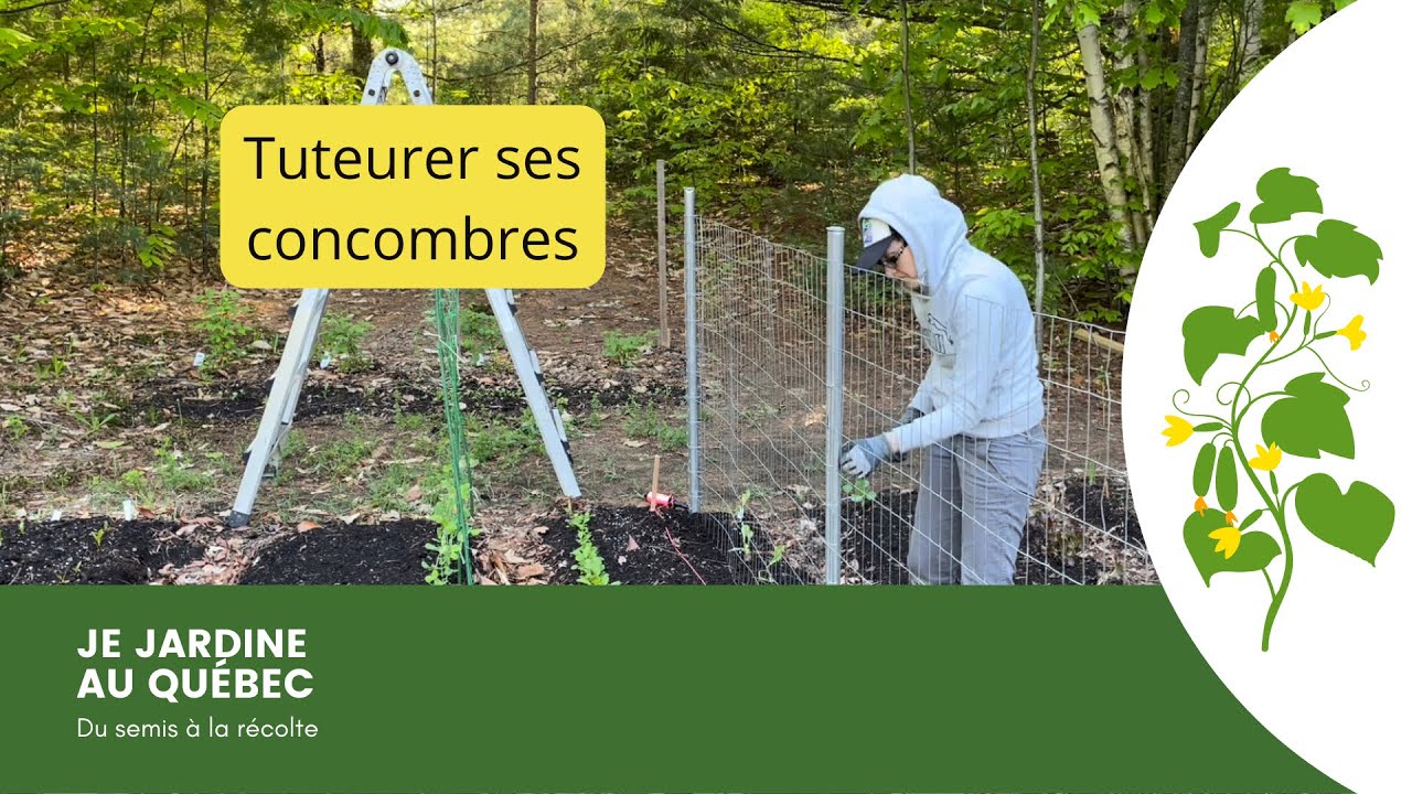 Tuteurer ses concombres - YouTube
