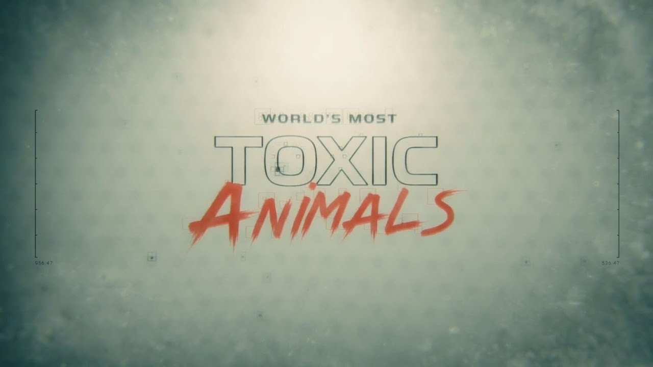 World's Most Toxic Animals - 2021 - Sky Nature Documentary Miniseries ...