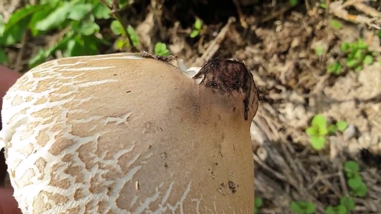 La Lépiote Excoriée , Macrolepiota Excoriata ! - YouTube