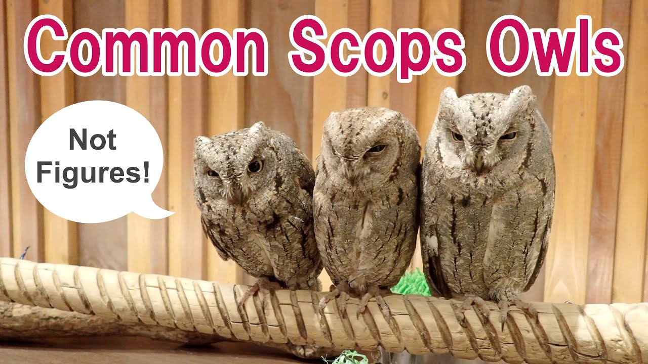Common Scops Owls, Not figures! - YouTube